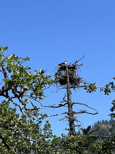 Best Hikes and Trails in Cascade Locks easyCLIMB trailhead | AllTrails