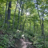 Jones Run Falls Trail, Virginia - 722 Reviews, Map | AllTrails