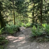 Grand Ridge Park Trail, Washington - 427 Reviews, Map | AllTrails