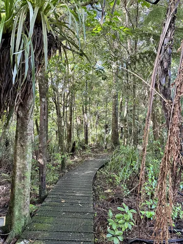 Beste wandelingen en routes in Dome Forest Conservation Area | AllTrails