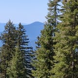 Big Tree Loop, Oregon - 75 Reviews, Map | AllTrails