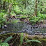 Tickle Creek Trail, Oregon - 397 Reviews, Map | AllTrails