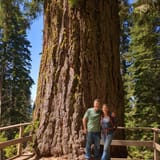 Big Tree Loop, Oregon - 75 Reviews, Map | AllTrails