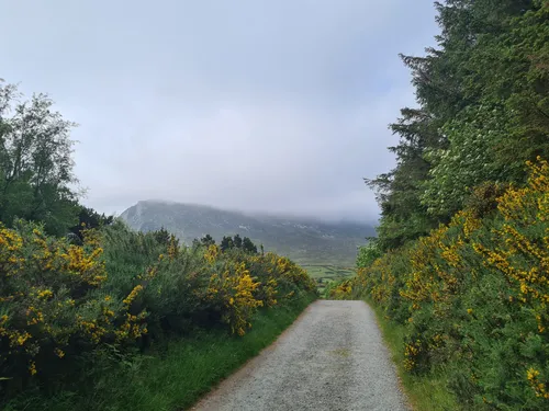 10 Best Forest Trails in Northern Ireland | AllTrails