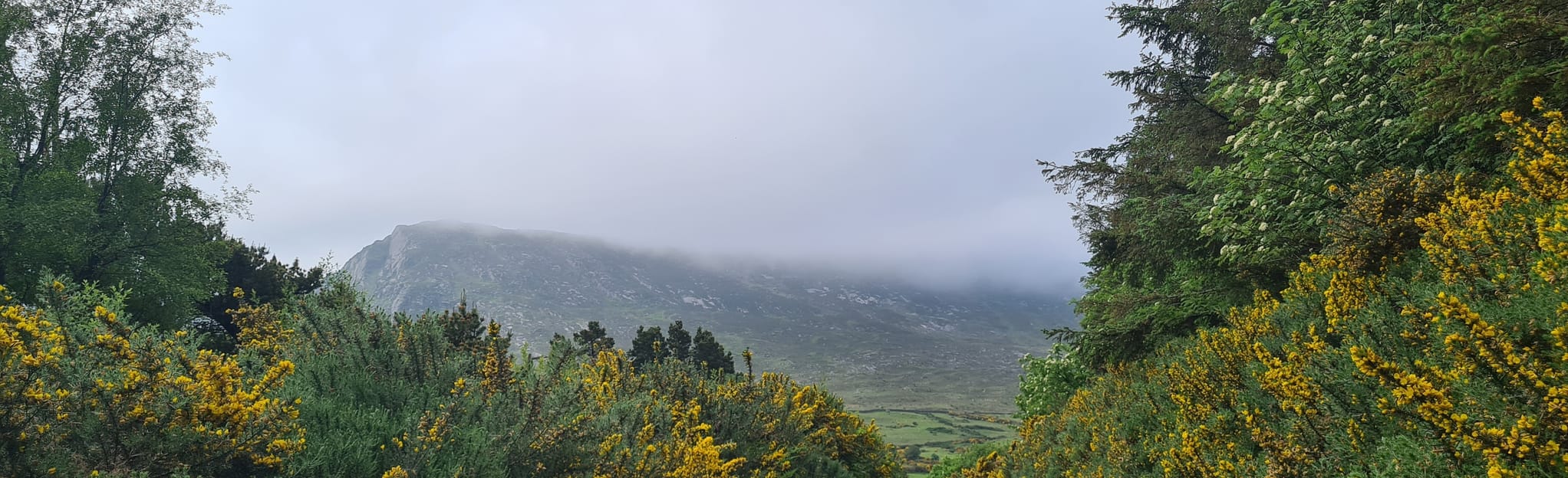 Donard Park Circular via Mourne Way and Trassey Track, Ards and North ...