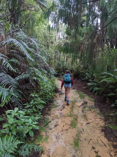 Beste wandelingen en routes in Dome Forest Conservation Area | AllTrails
