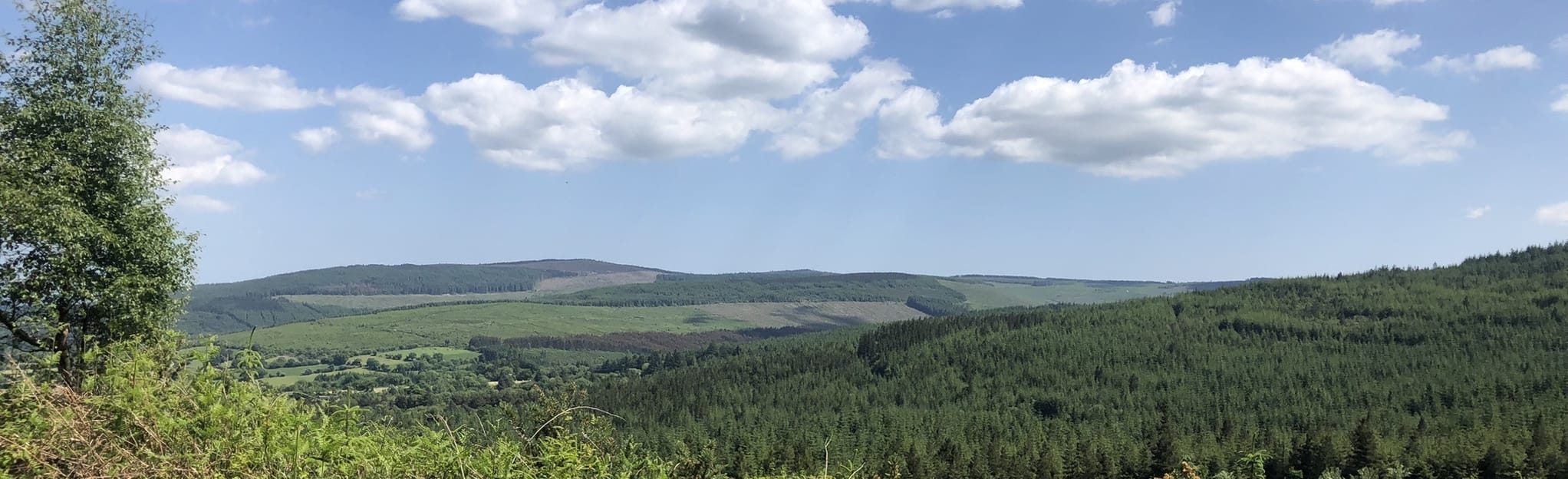 Killavullen Wood: 54 Fotos - County Cork, Irland | AllTrails