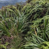 Moanalua Valley and Tripler Ridge Trail Loop, Oahu, Hawaii - 191 ...