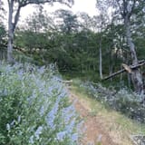 Weldon Wagon Road Trail, Washington - 513 Reviews, Map | AllTrails