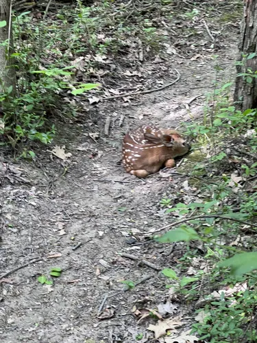 Best Hikes and Trails in Geraid E Collamer Park | AllTrails