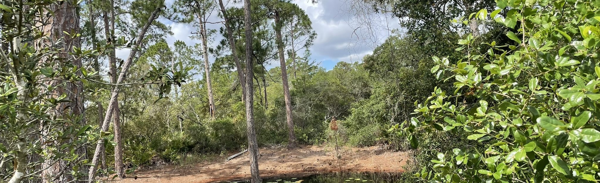 AllTrails | Red Root and Blueberry Trail : 54 Reviews, Map - Florida