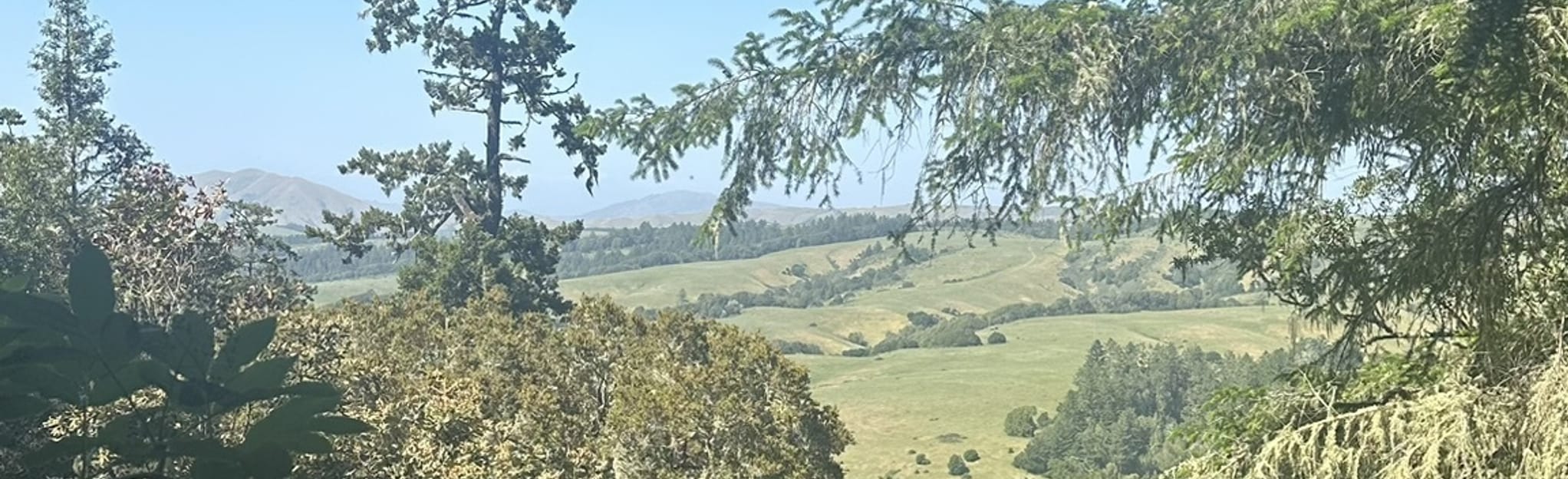 Olema Valley Trail, California - 237 Reviews, Map | AllTrails