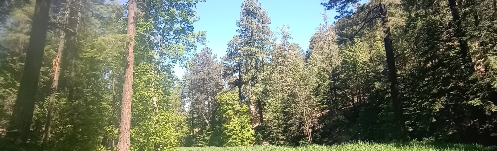 Bear Wallow Spring, Arizona - 409 Reviews, Map | AllTrails