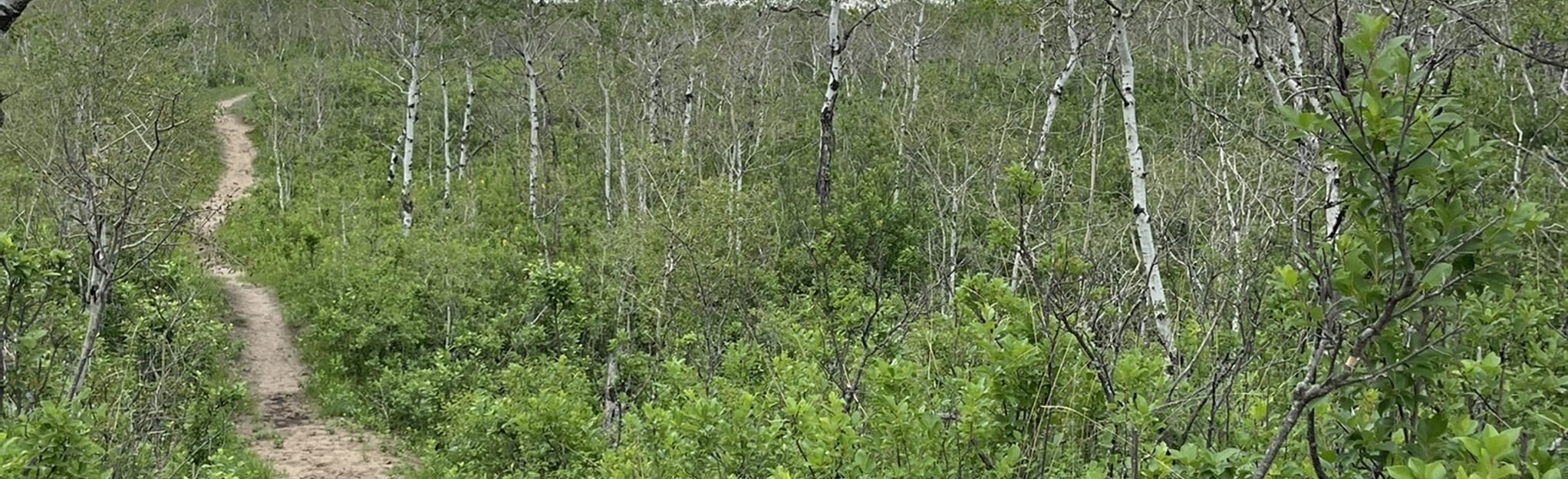 Douglas Provincial Park Sand Dunes: 122 foto's - Saskatchewan, Canada ...