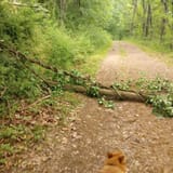 Lake Ontelaunee Trail, Pennsylvania - 185 Reviews, Map | AllTrails