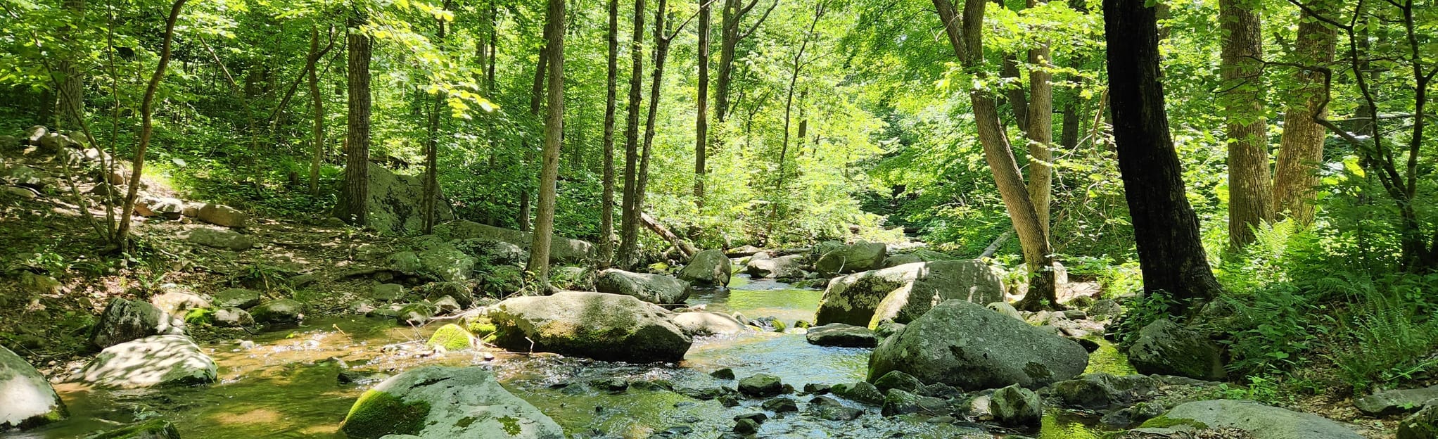 Corbin Cabin Trail, Virginia - 84 Reviews, Map | AllTrails