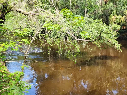 Best Hikes and Trails in Fish Hawk Nature Preserve North | AllTrails