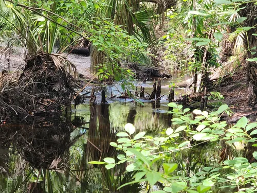 Best Hikes and Trails in Fish Hawk Nature Preserve North | AllTrails