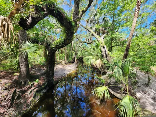 Best Hikes and Trails in Fish Hawk Nature Preserve North | AllTrails