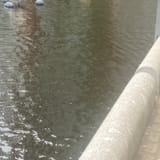 Providence River Walk, Rhode Island - 318 Reviews, Map | AllTrails
