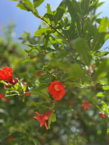 Best Hikes and Trails in Yorba Linda Lakebed Park | AllTrails