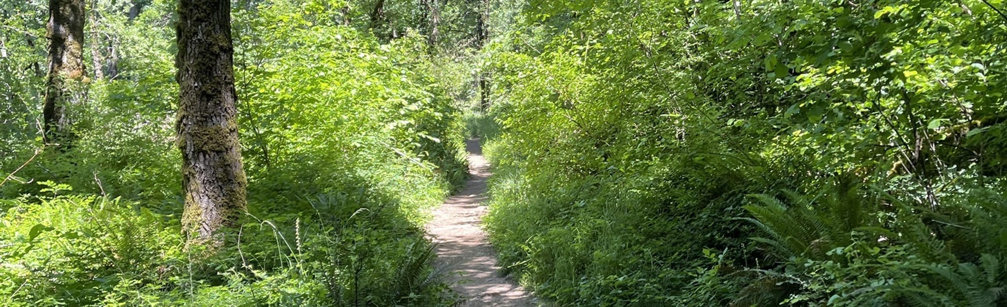 Park Loop Trail, Oregon - 433 Reviews, Map | AllTrails