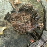 Kitsuma and Point Lookout Loop, North Carolina - 214 Reviews, Map ...