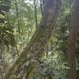 Kitsuma and Point Lookout Loop, North Carolina - 220 Reviews, Map ...