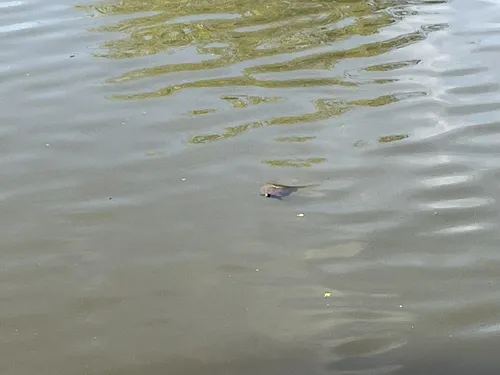 Best Hikes and Trails in Granger Park | AllTrails