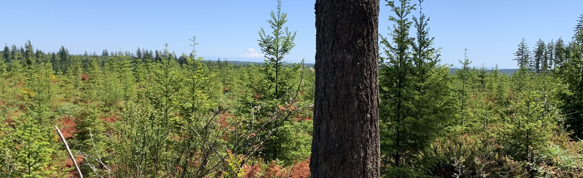 Overland OHV Loop Trail, Washington - 96 Reviews, Map | AllTrails