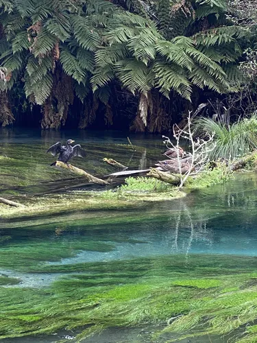 2023 Best River Trails in Putaruru | AllTrails