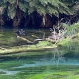 Blue Spring from Leslie Road Trailhead via Te Waihou Walkway, Waikato ...