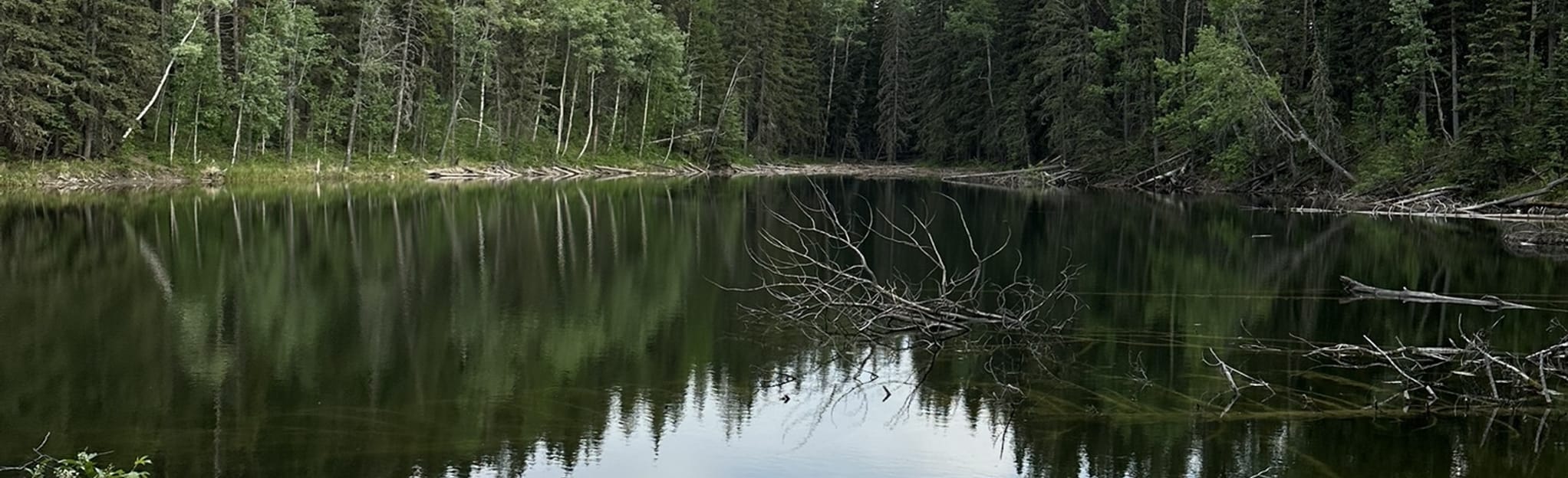 Champion Lakes Trail: 13 Reviews, Map - Alberta, Canada | AllTrails