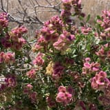 Snake River and Swan Falls- Wees Bar Petroglyphs Trail, Idaho - 199 ...