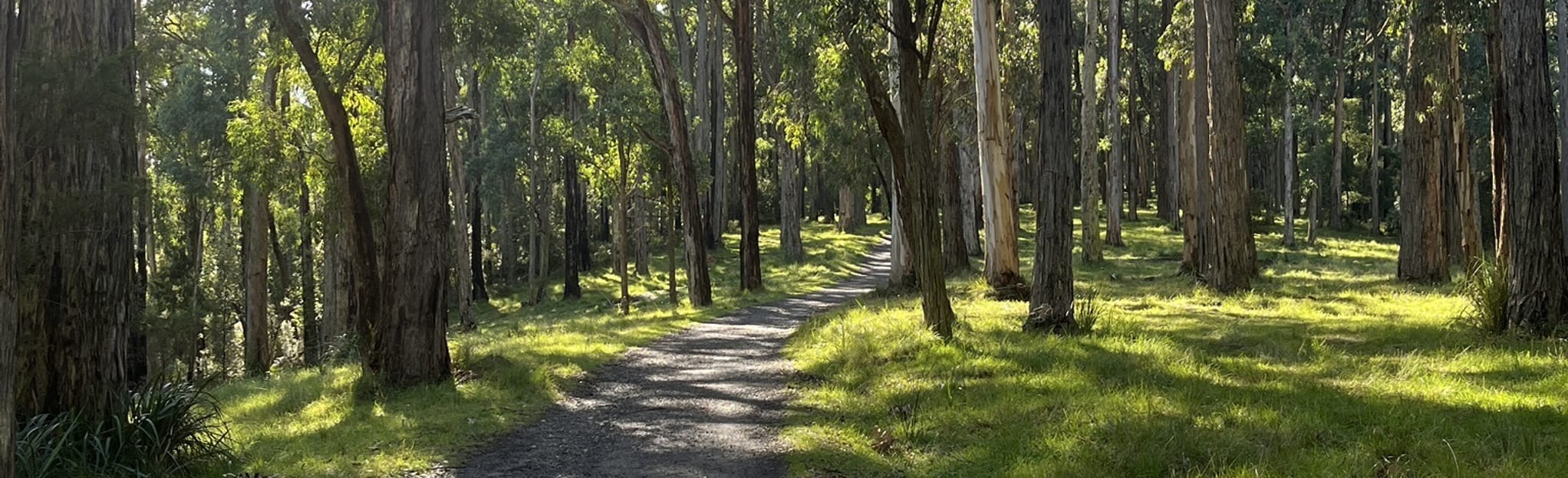 Loop to Stoney Rise Walk: 151 Reviews, Map - Victoria, Australia ...
