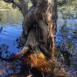 Poona Lake, Queensland, Australia - 73 Reviews, Map | AllTrails