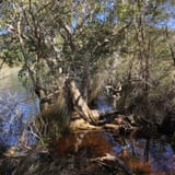 Poona Lake, Queensland, Australia - 73 Reviews, Map | AllTrails