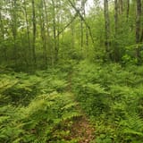 Hoist Lakes Foot Travel Area, Michigan - 121 Reviews, Map | AllTrails