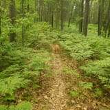 Hoist Lakes Foot Travel Area, Michigan - 121 Reviews, Map | AllTrails