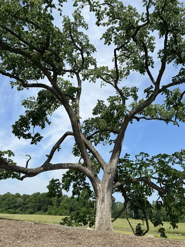 Best Hikes and Trails in The Arboretum at Penn State | AllTrails