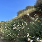 Skyline Drive to Beek's Place, California - 2,039 Reviews, Map | AllTrails