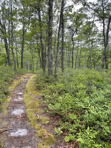 Best 10 Hiking Trails in Shawme-Crowell State Forest | AllTrails
