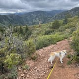 Stultz Trail, Colorado - 121 Reviews, Map | AllTrails