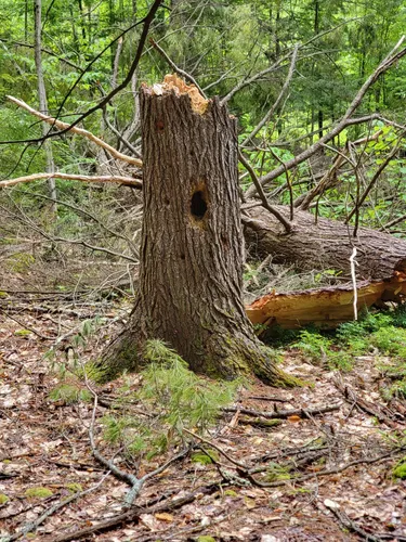 Best Hikes and Trails in Black Brook and Blackbriar Woods Preserves ...