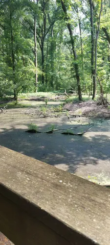 Best Hikes and Trails in Big Cypress Tree State Park | AllTrails