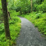 Limberlost Trail, Virginia - 750 Reviews, Map | AllTrails