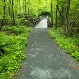Limberlost Trail, Virginia - 750 Reviews, Map | AllTrails