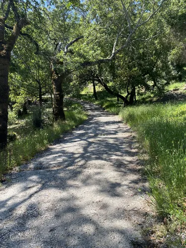 10 Best Trails and Hikes in Woodside | AllTrails