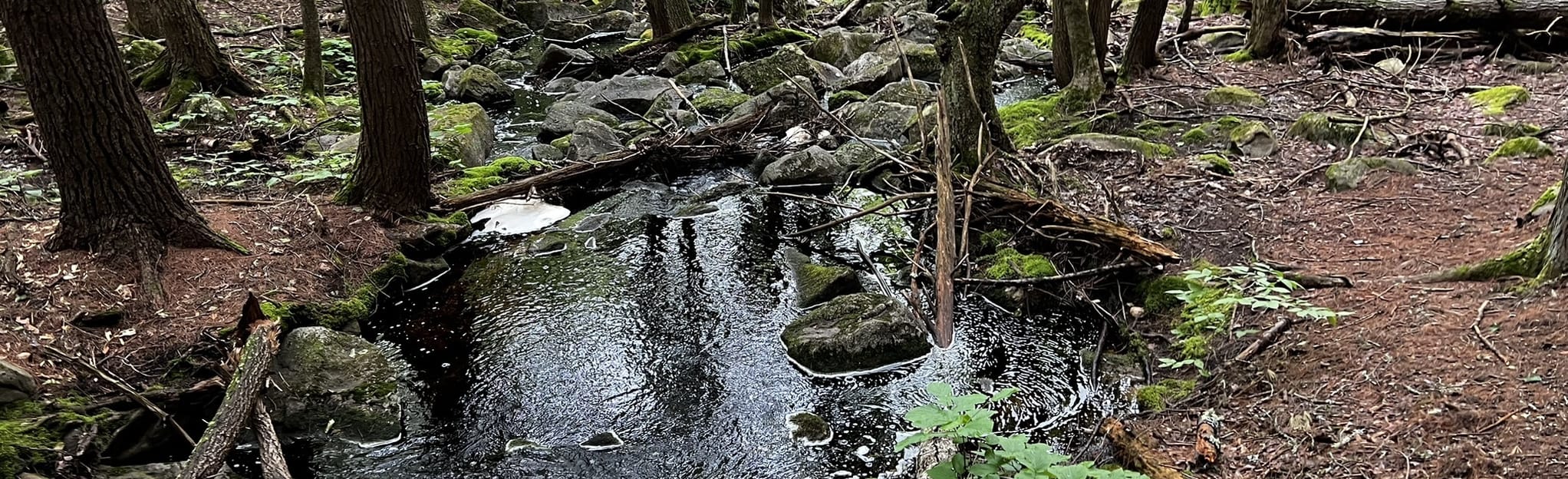 Bear Brook, Cascade, Sentinel PIne, Hayes Farm, Big Bear Loop: 550 ...