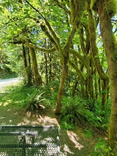 2023 Best Partially Paved Trails in Maple Valley | AllTrails